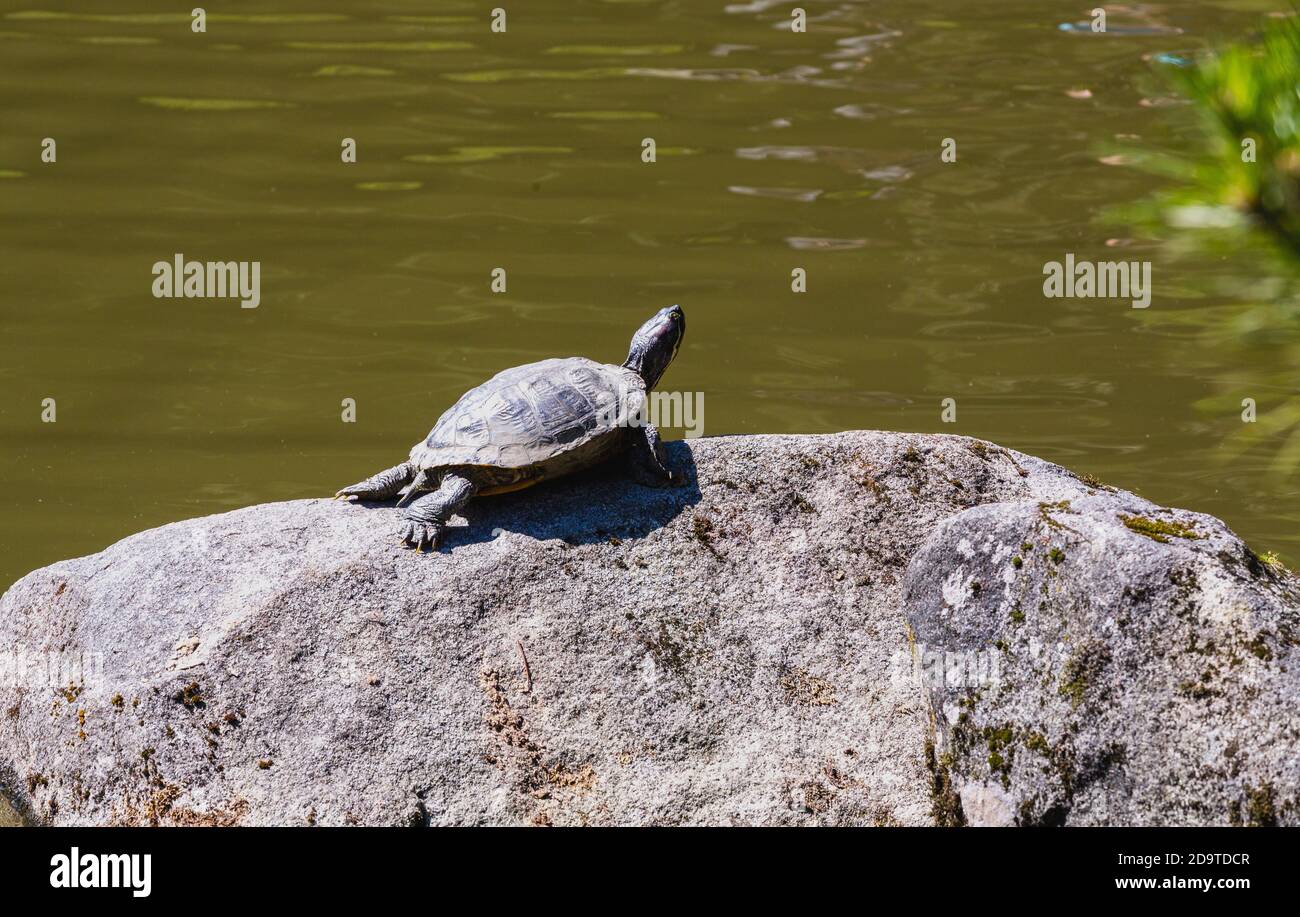 Turtle cut out hi-res stock photography and images - Alamy