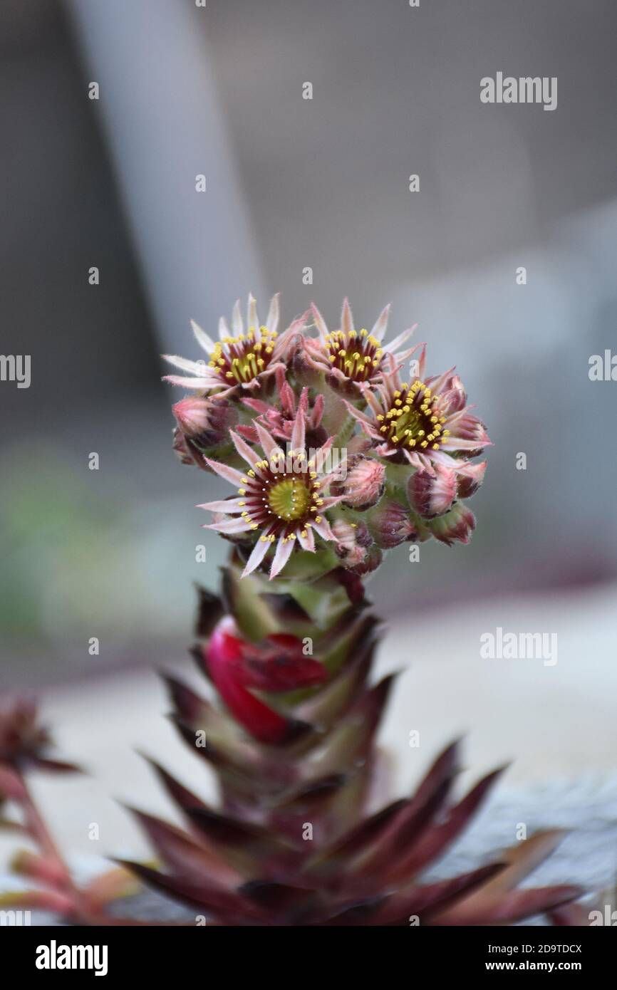 Beautiful Hens and Chicks Plant with its beautiful fleshy leaves and ...