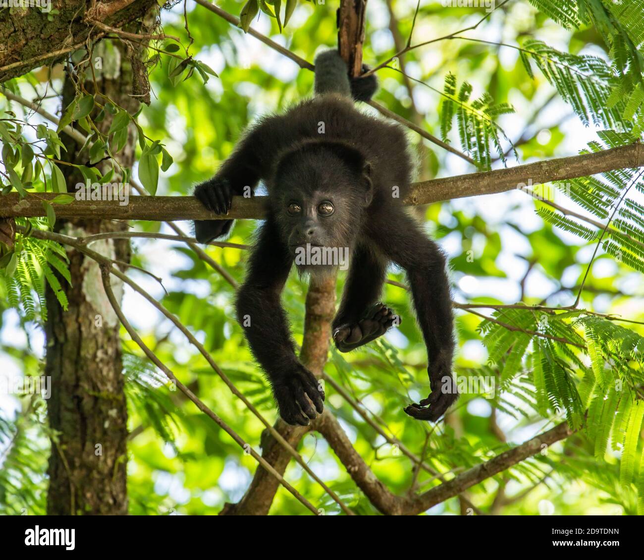 A young Guatemalan or Yucatan Black Howler Monkey hangs by its ...