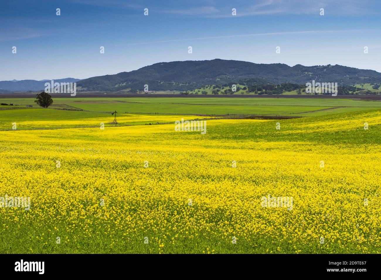 Blooming mustard field hi-res stock photography and images - Alamy