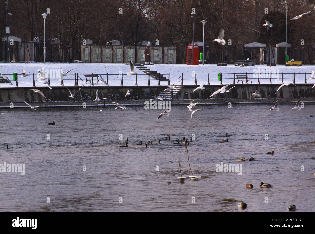 Winter birds flying in Cluj-Napoca, in cold winter. Wild birds in cold ...