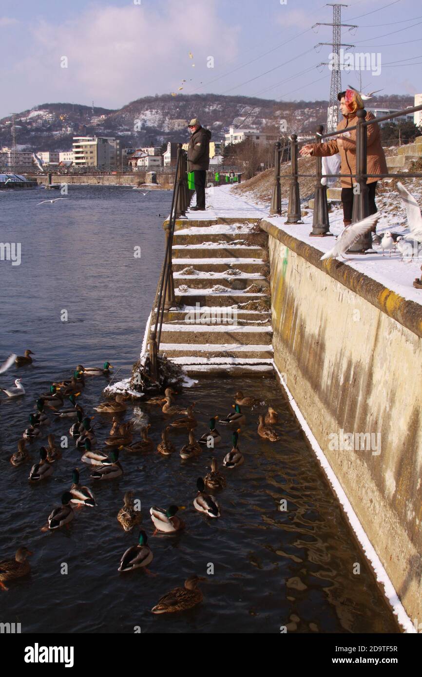 Cluj-Napoca, Romania - January 15, 2019: People feeding ducks on Somes ...