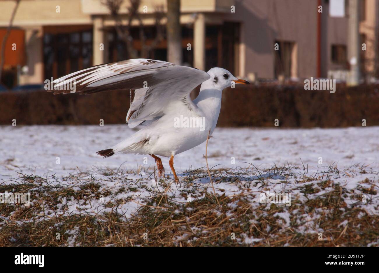 Small seagull with opened wings on the ground. Wild bird in cold winter ...