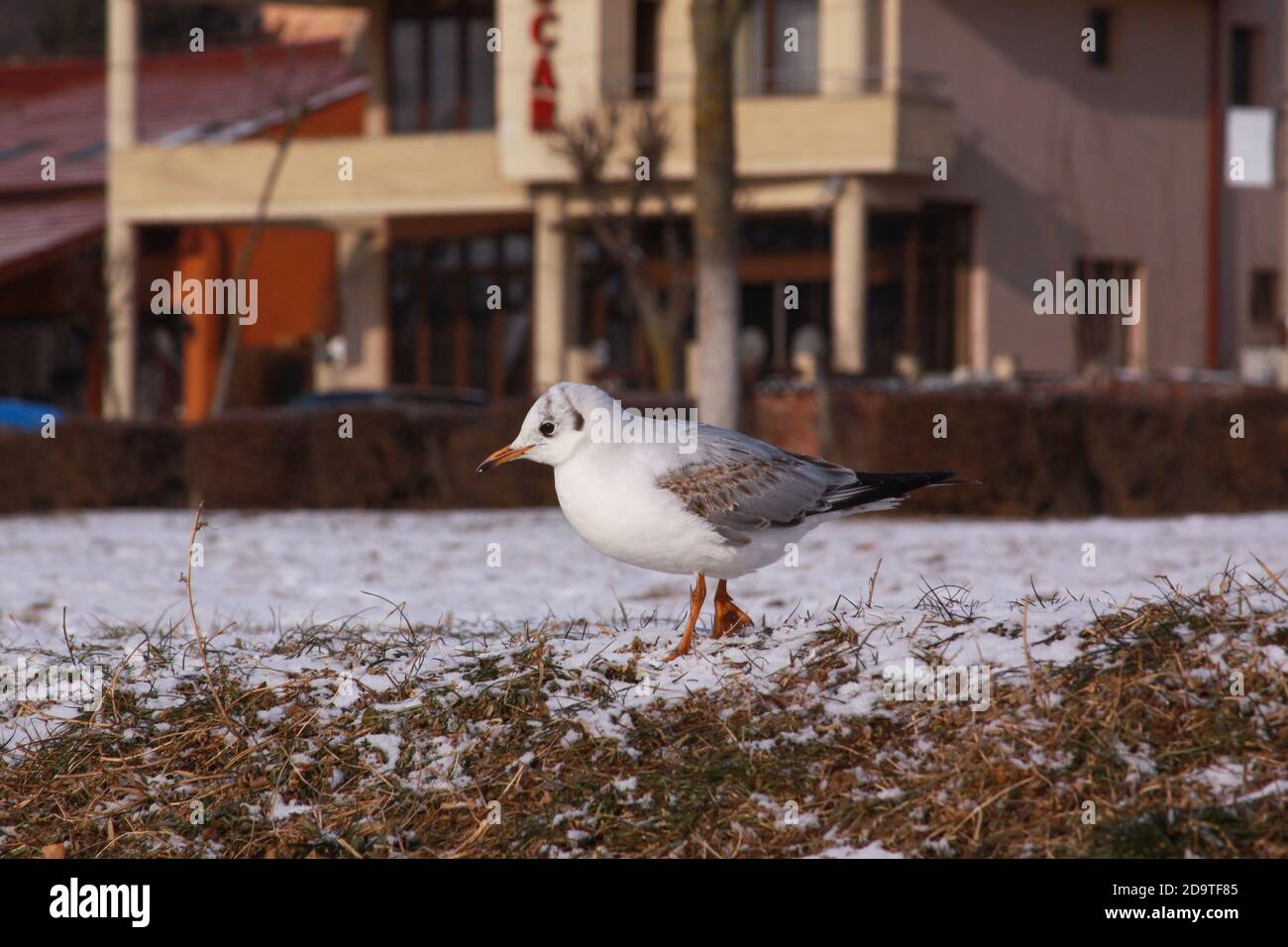 Little gull searching for food in winter with snow. Wild bird in cold ...