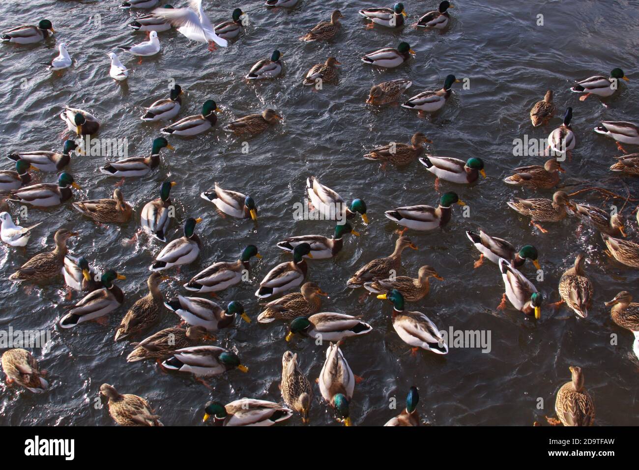 Mixed species mix multiple hi-res stock photography and images - Alamy