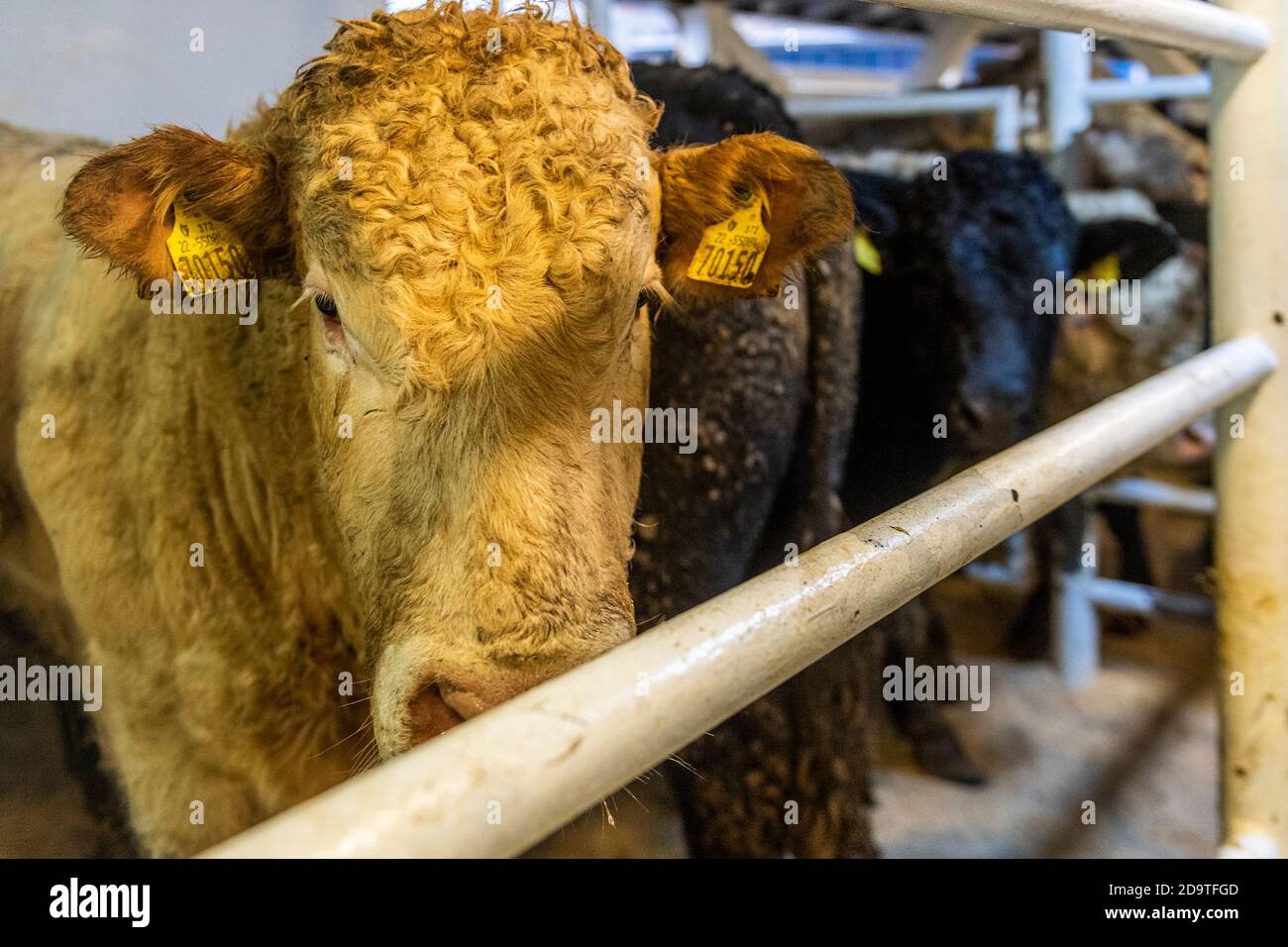 Cattle trucks loading hi-res stock photography and images - Alamy