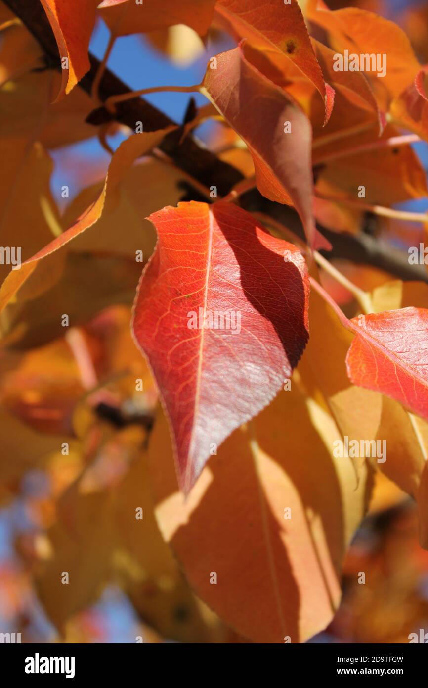 Beautiful colorful and cheerful golden red leaves on a fruit tree on a ...