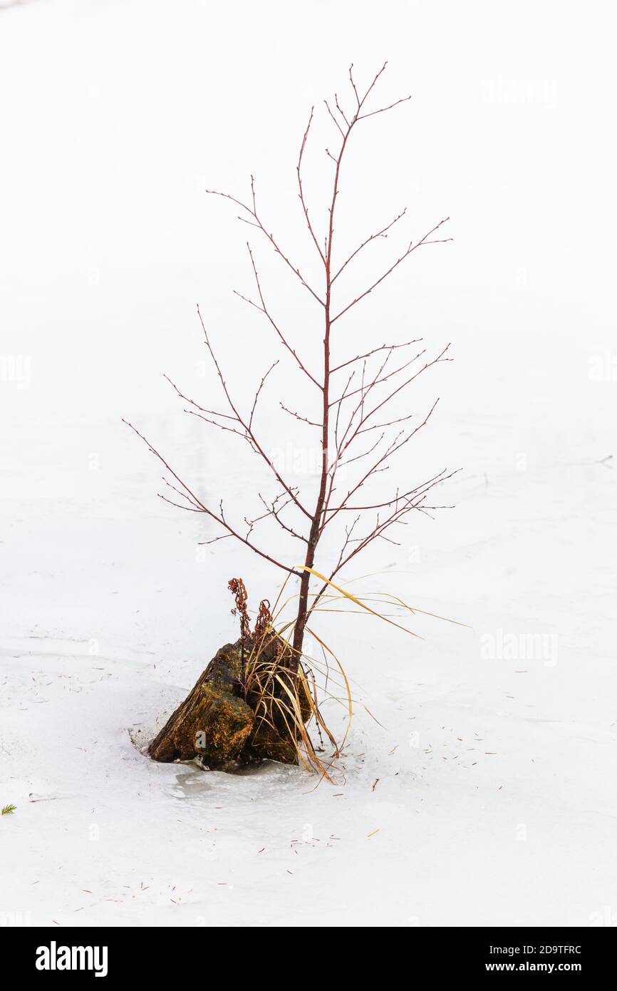 Small young tree on natural ice background Stock Photo - Alamy