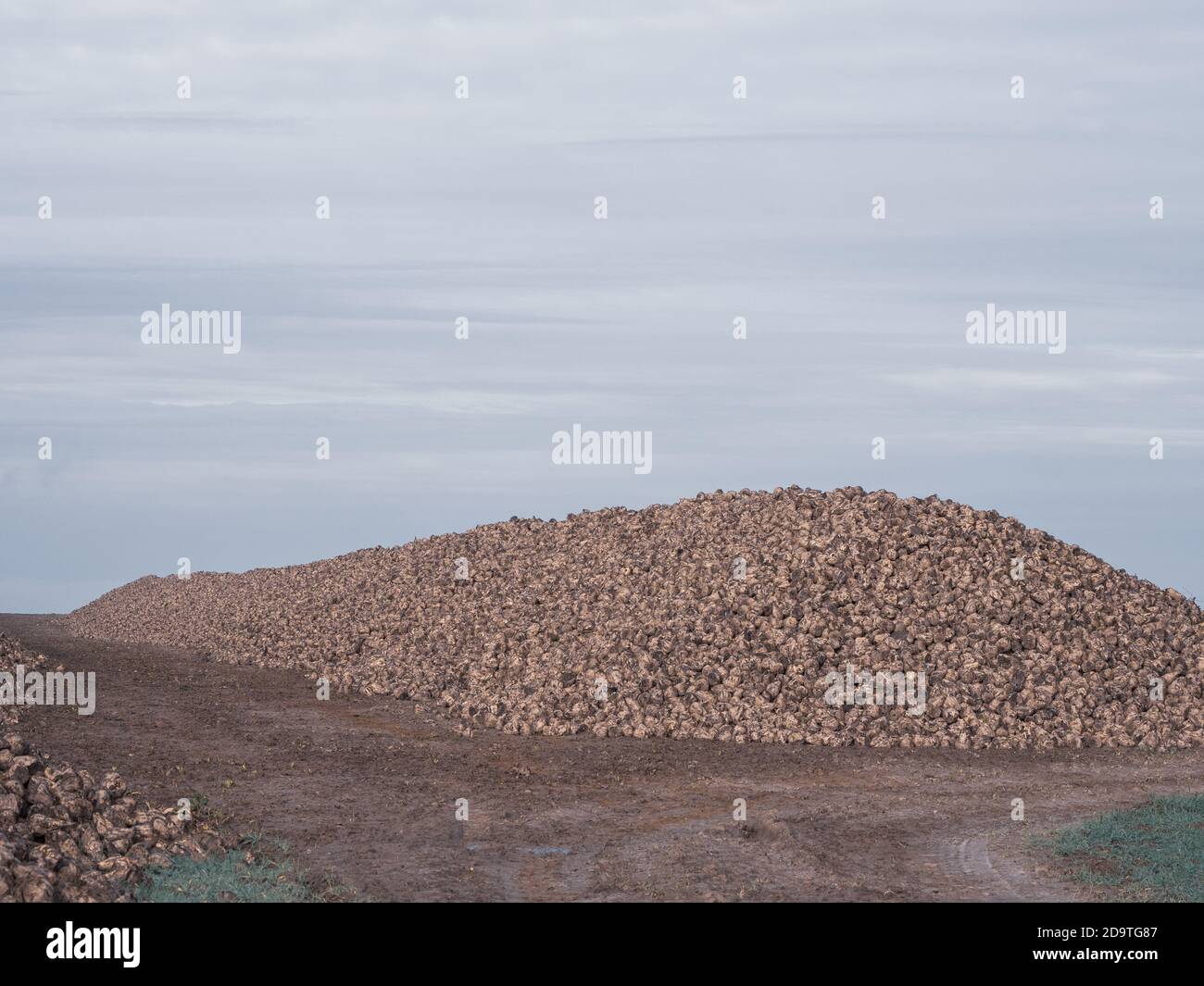 Harvested sugar beet leaves hi-res stock photography and images - Alamy