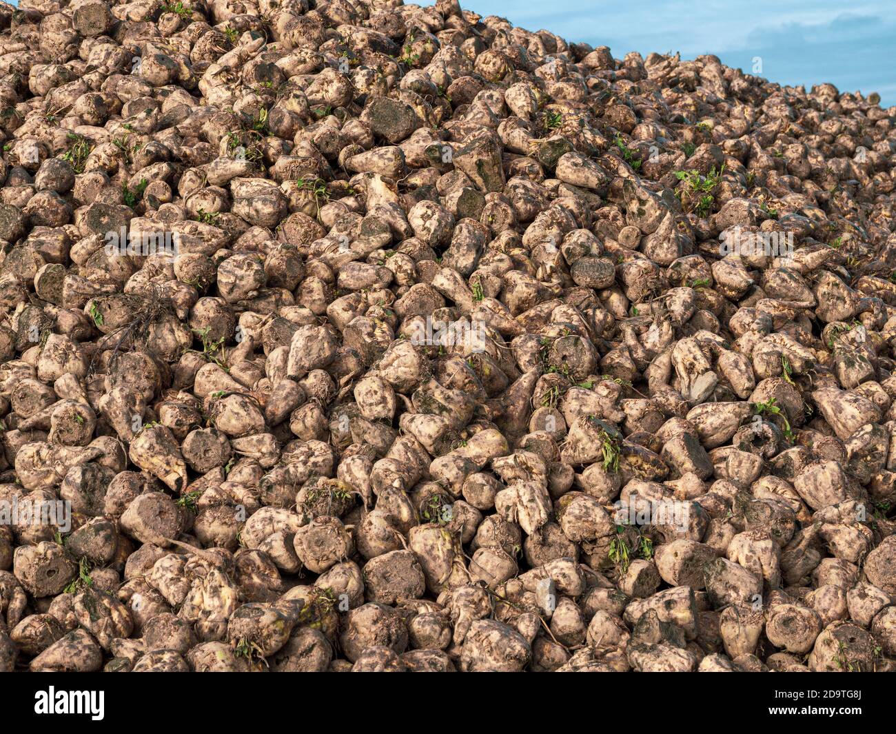 a huge big pile of fodder beet lies freshly harvested on a field Stock ...