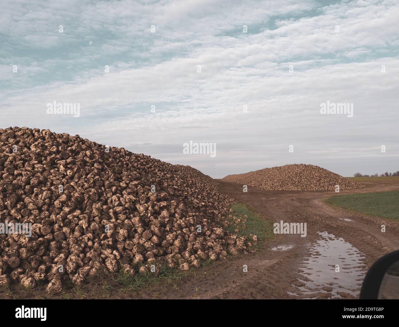Harvested sugar beet leaves hi-res stock photography and images - Alamy