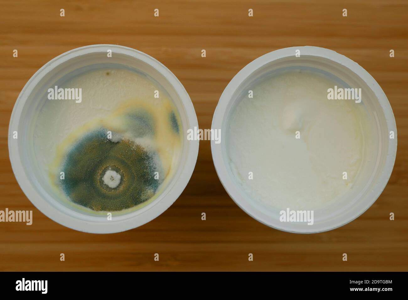 Mold cup yogurt growth east disgusting mould mildew green detail close ...