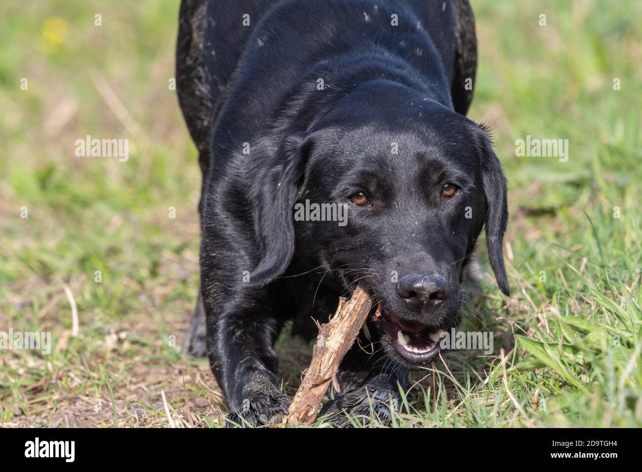 Portrait of a black Labrador puppy playing with a stick Stock Photo - Alamy