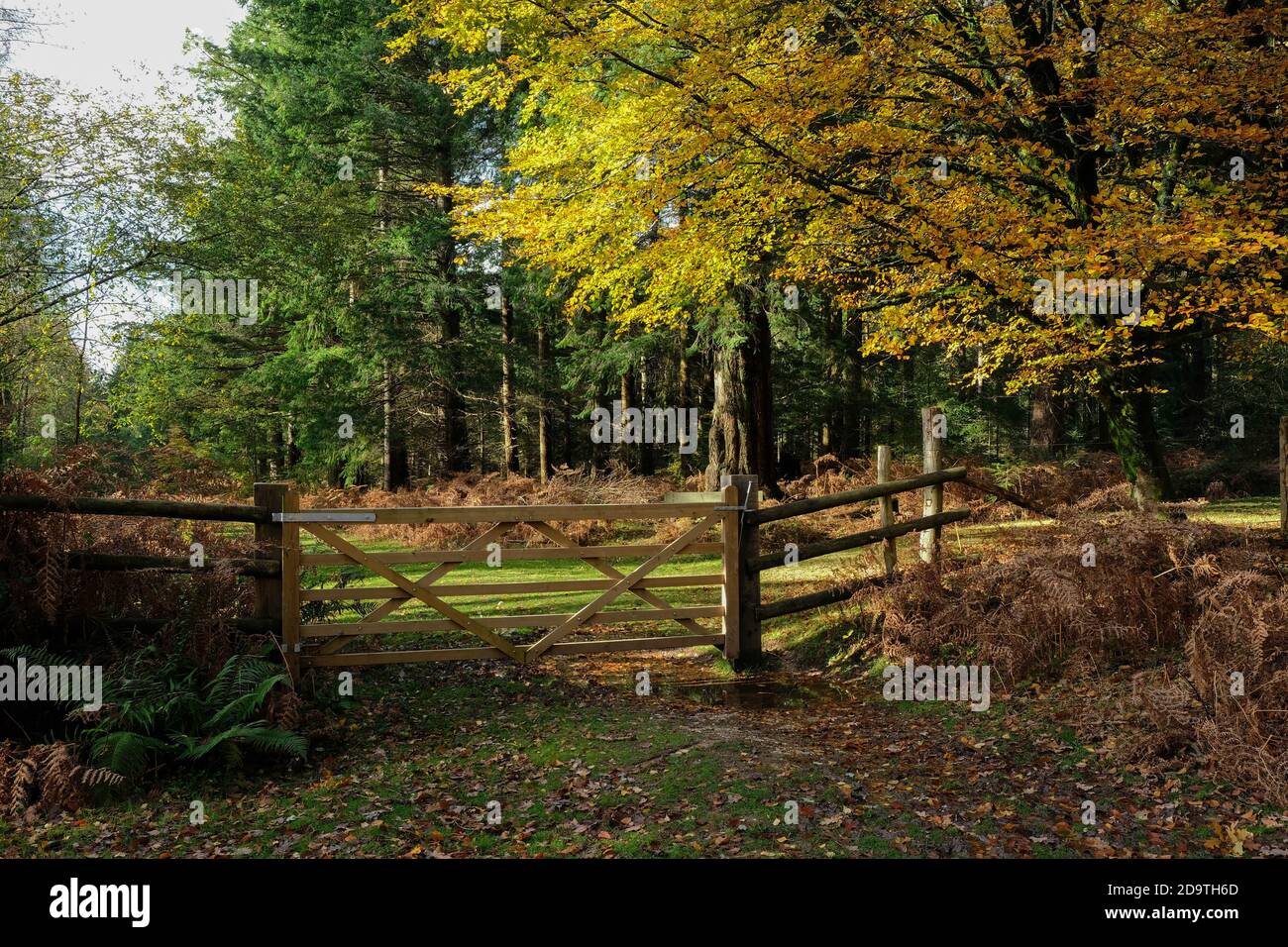 Mark Ash Wood The New Forest Hampshire Stock Photo - Alamy