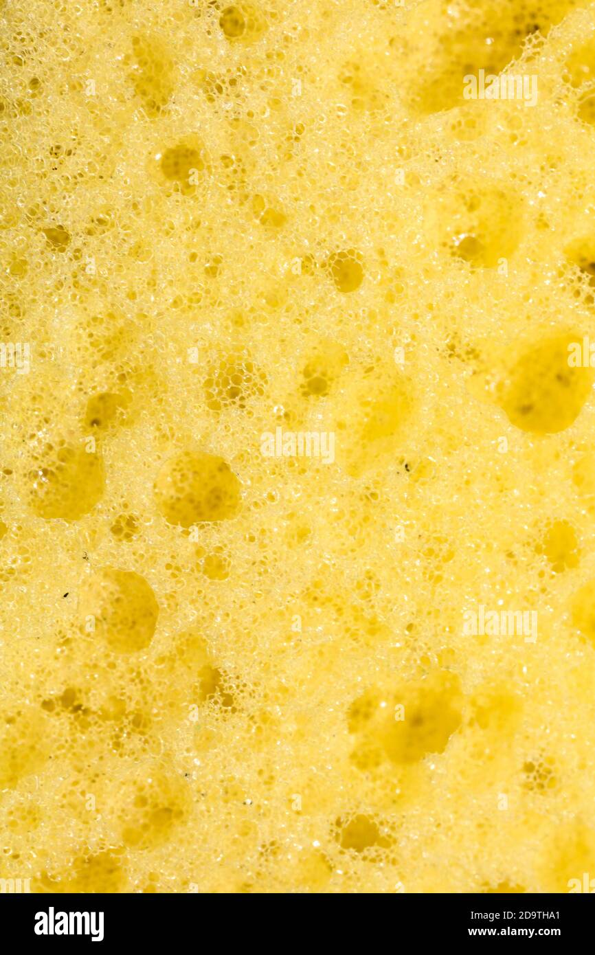 Macrophotography of yellow sponge texture close up view Stock Photo - Alamy