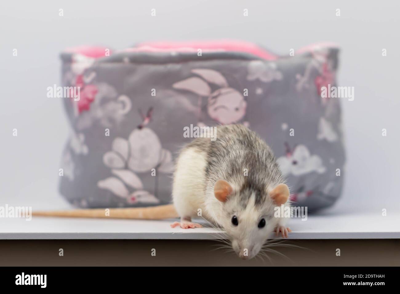 A cute little rat stands at the edge of the table and looks down ...