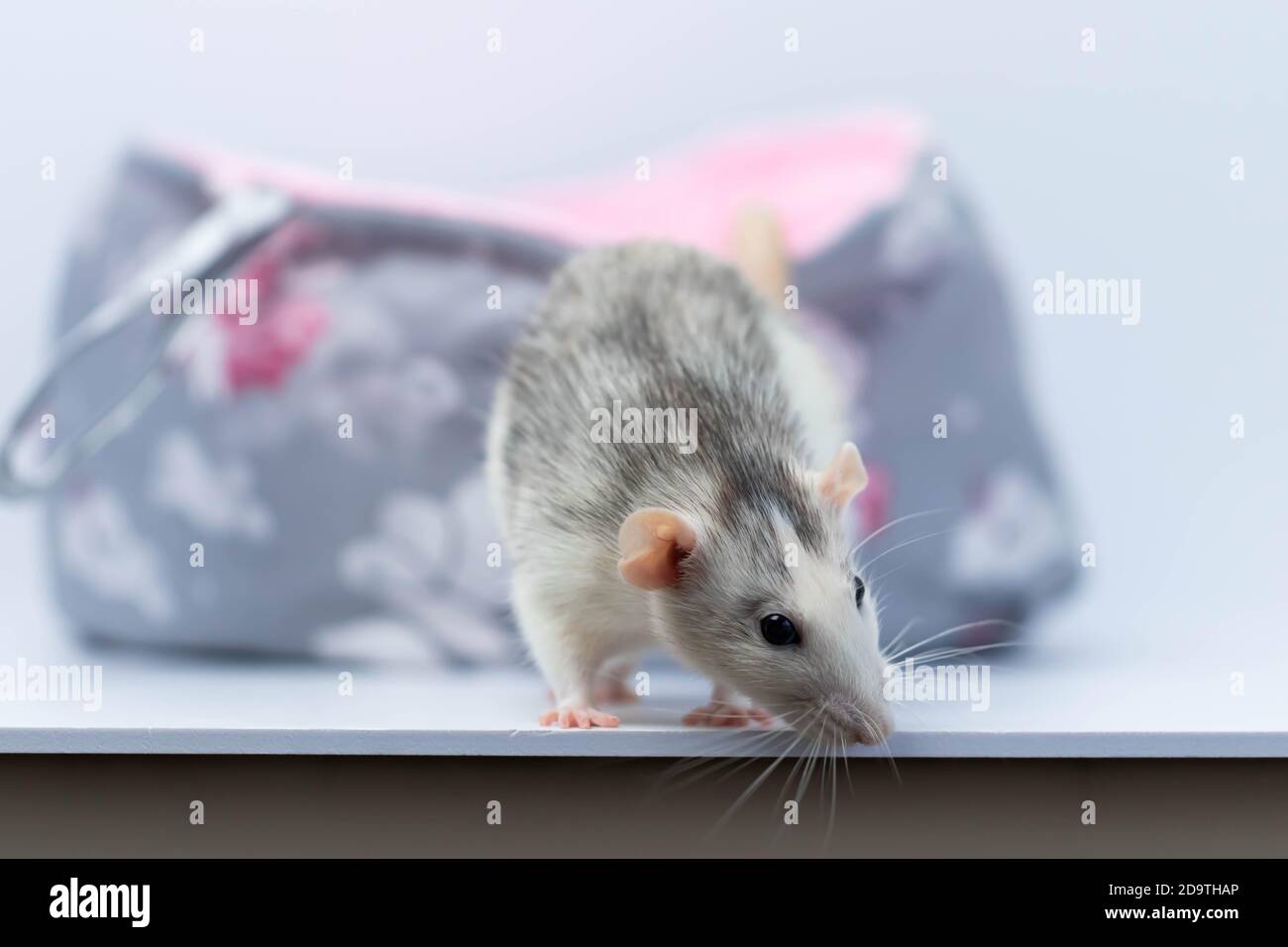 A cute little rat stands at the edge of the table and looks down ...