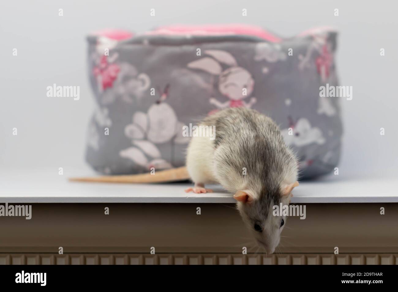 Rat animal table hi-res stock photography and images - Alamy