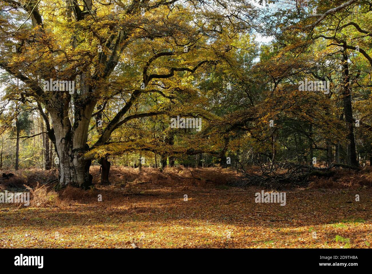 Mark Ash Wood The New Forest Hampshire Stock Photo - Alamy