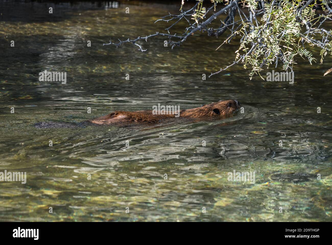 Mature beaver hi-res stock photography and images - Alamy
