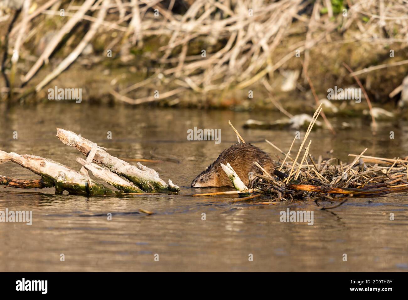 Semi aquatic fauna hi-res stock photography and images - Alamy