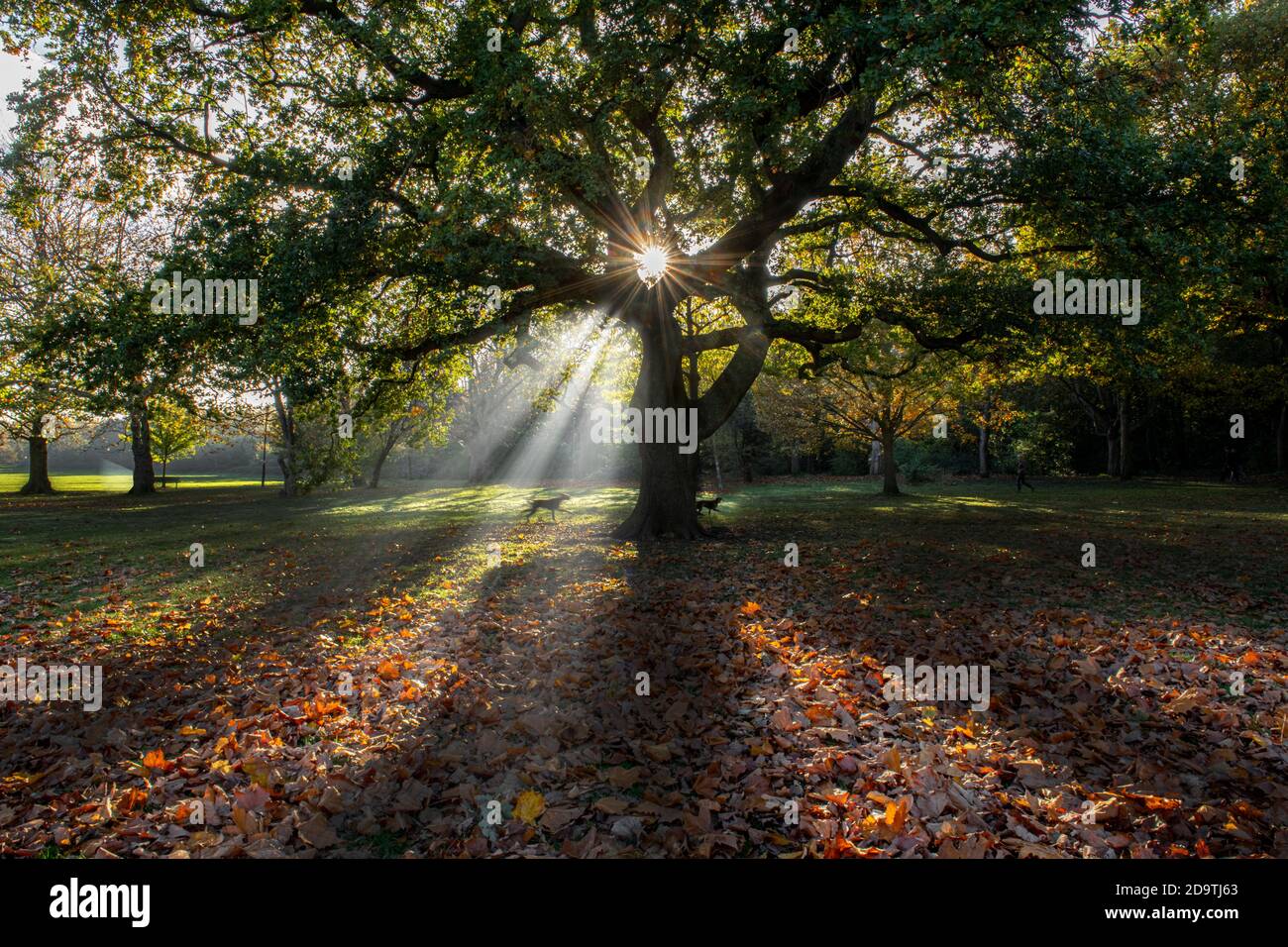 Sunshine breaking through the mist hi-res stock photography and images ...
