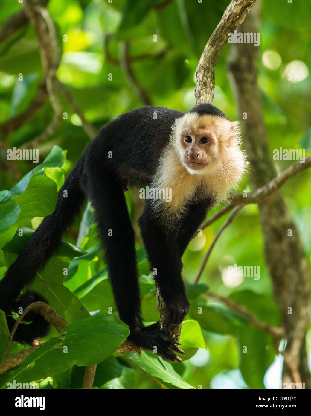A White-faced Capuchin monkey in a tree in the rainforest in Manuel ...