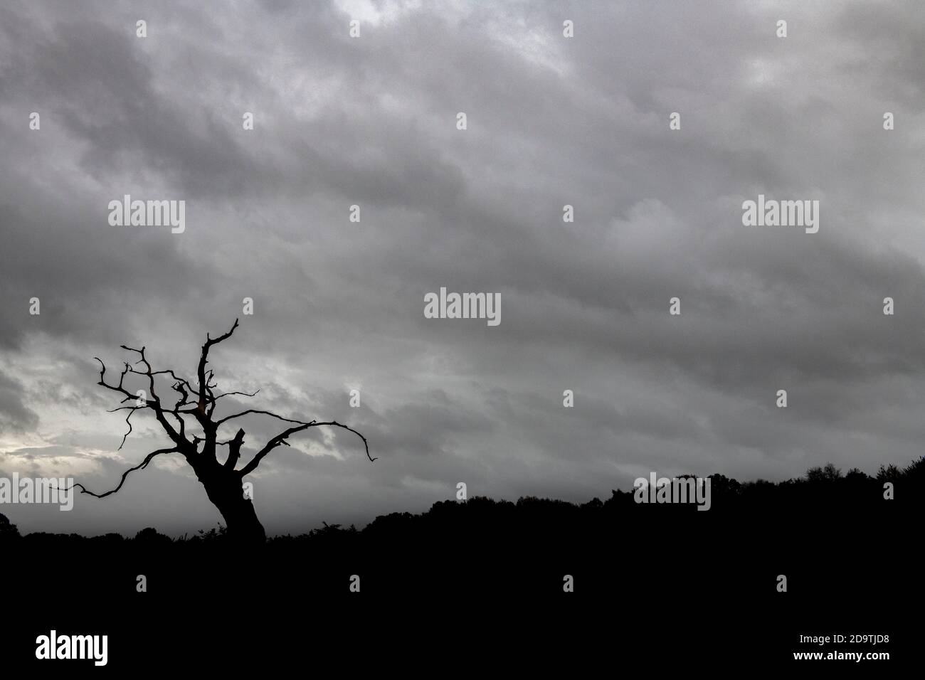 A single dead tree out on the wiley, windy moors Stock Photo - Alamy