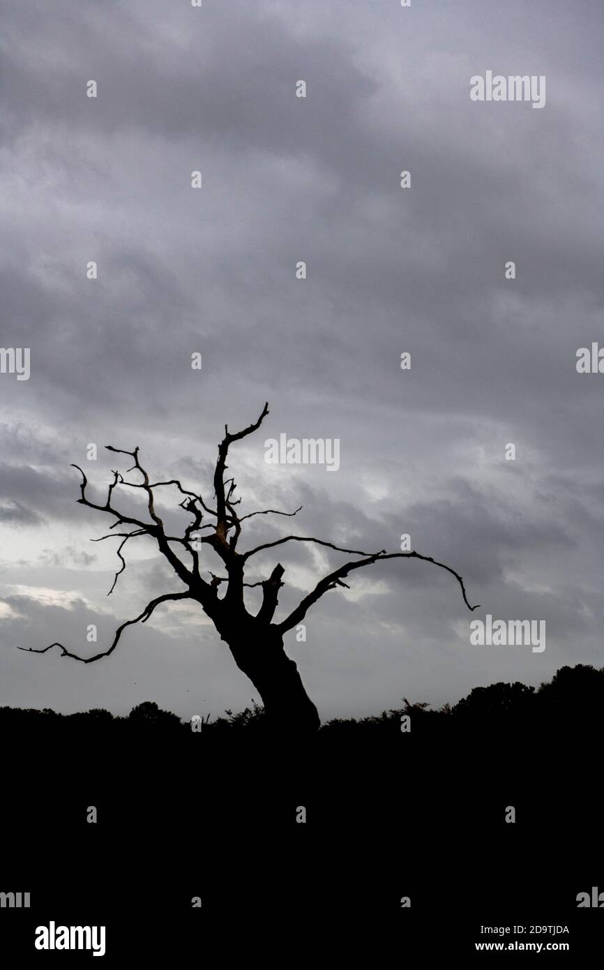 A single dead tree out on the wiley, windy moors Stock Photo - Alamy