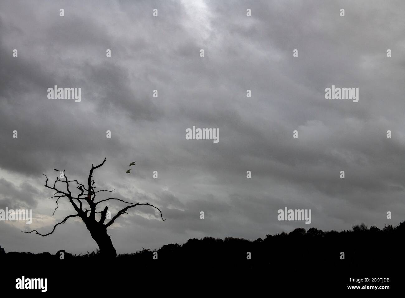 A single dead tree out on the wiley, windy moors with two birds Stock ...