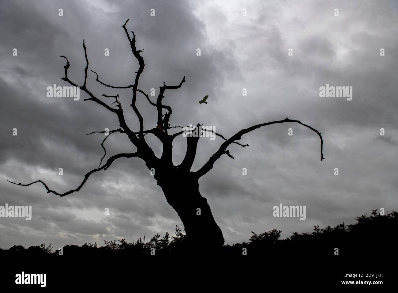 A single dead tree out on the wiley, windy moors with a bird flying ...
