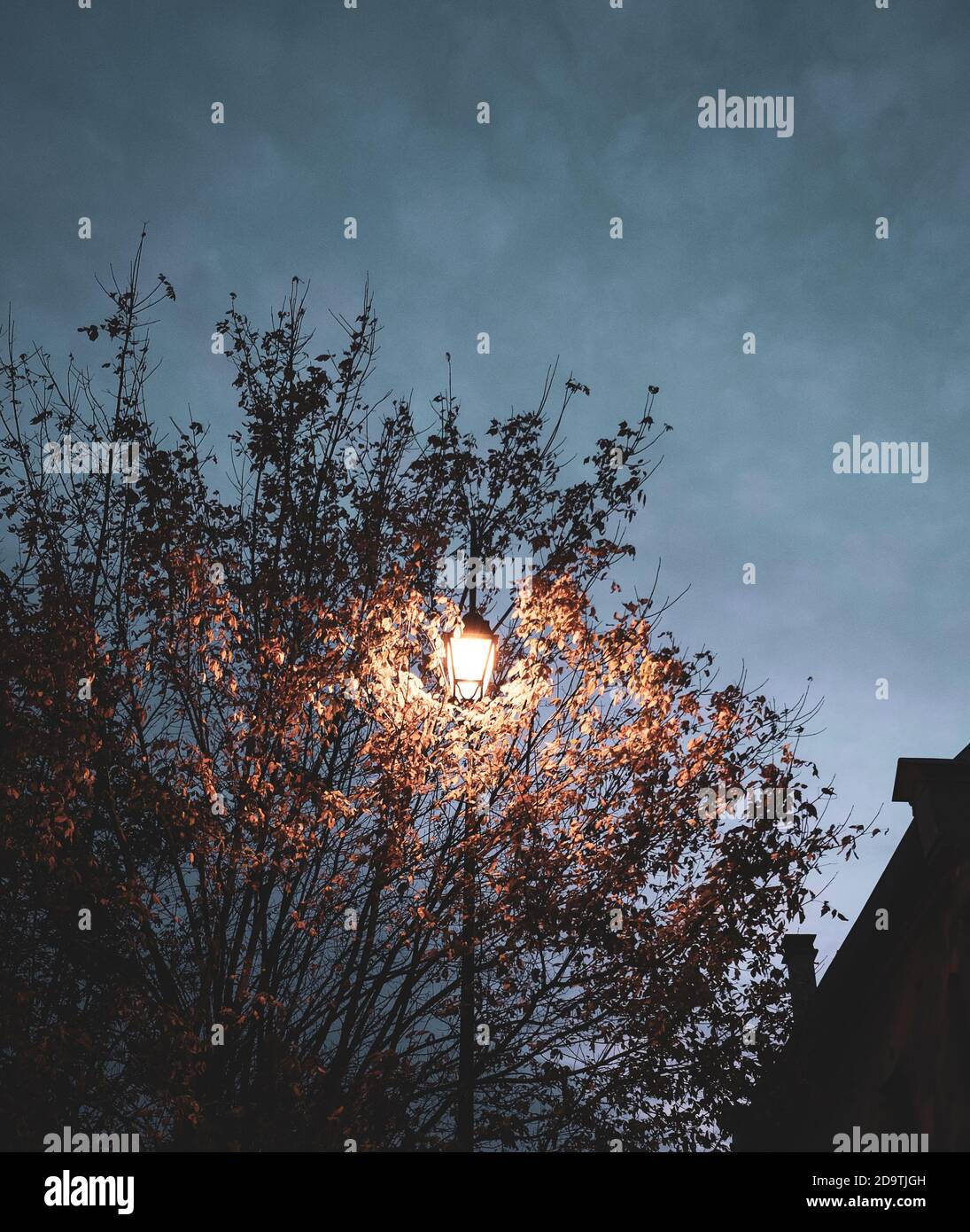 light between tree Stock Photo - Alamy