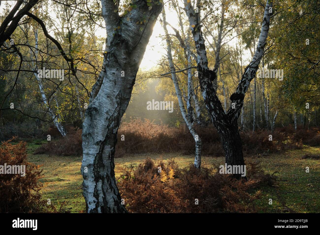 Denny wood hampshire hi-res stock photography and images - Alamy