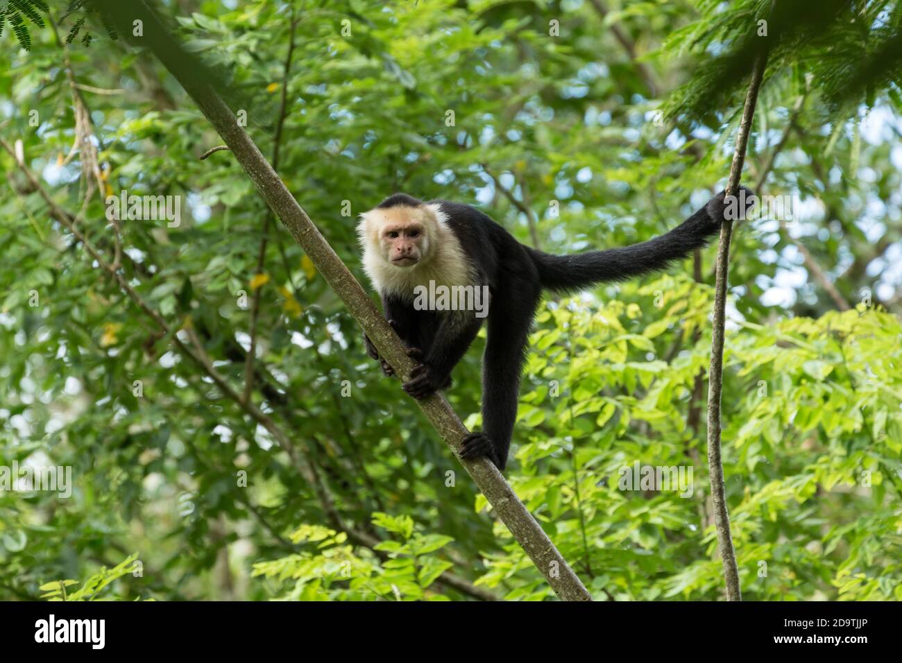 White-faced Capuchin Monkey in a tree in the rainforest in Costa RIca ...