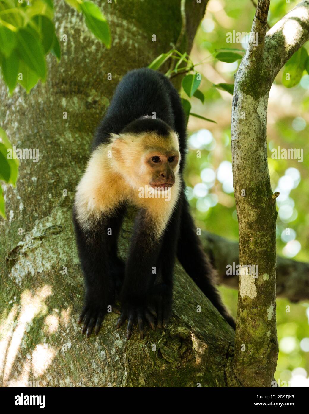 A White-faced Capuchin monkey in a tree in the rainforest in Manuel ...