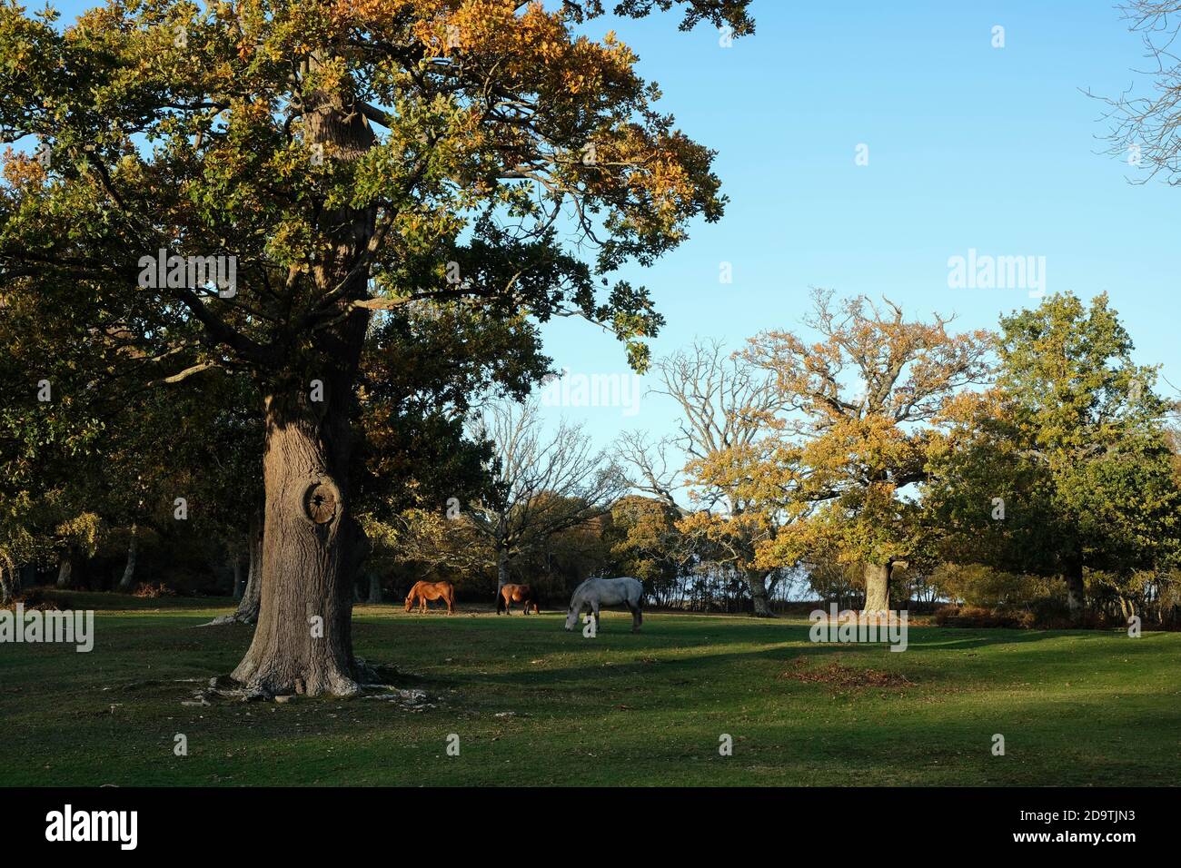 Denny Wood The New Forest Hampshire Stock Photo - Alamy