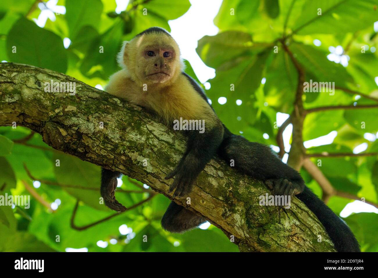 A White-faced Capuchin monkey in a tree in the rainforest in Manuel ...