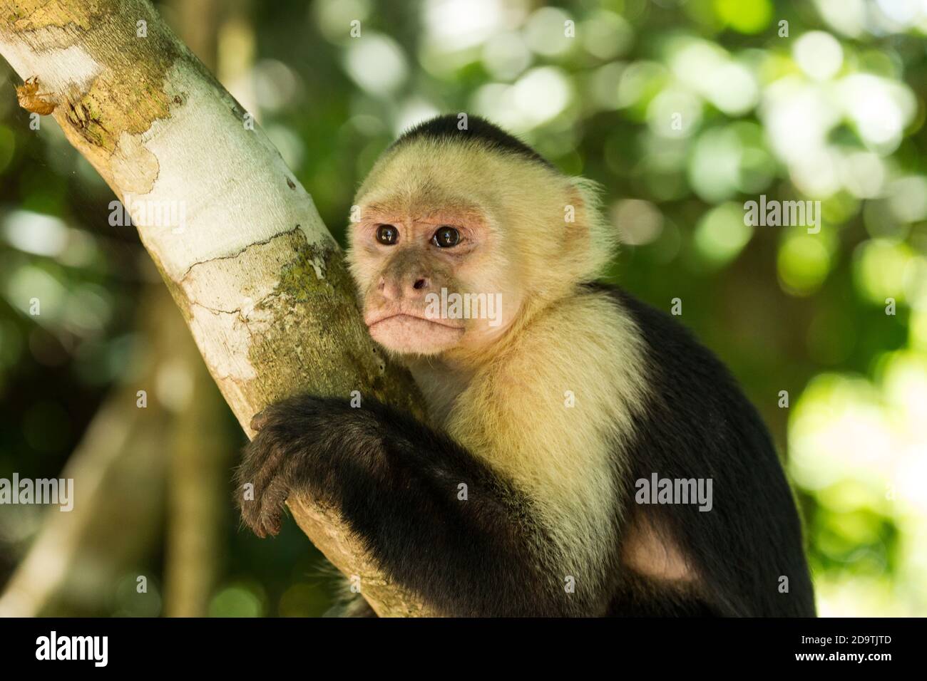 A White-faced Capuchin monkey in a tree in the rainforest in Manuel ...
