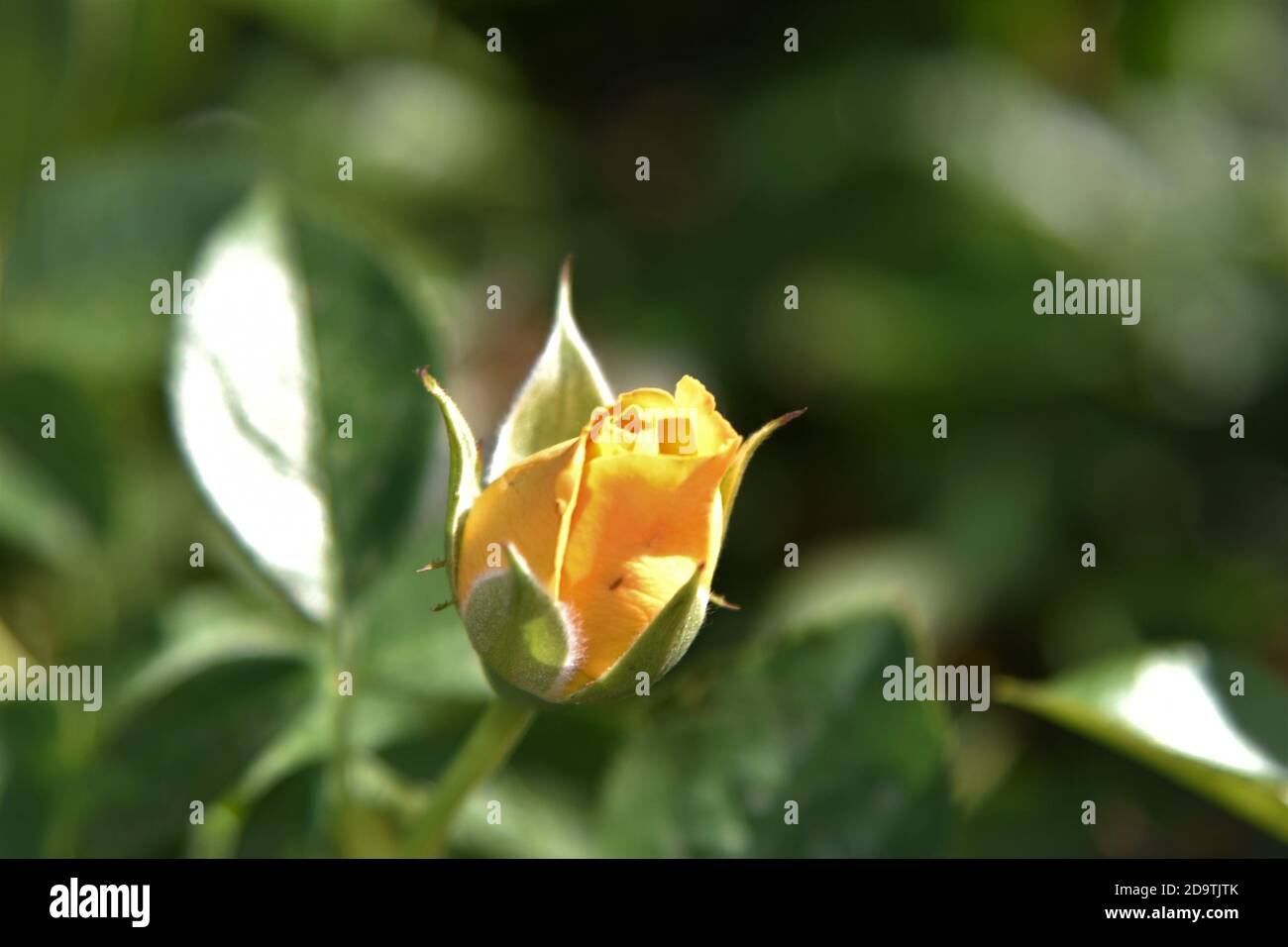Yellow rosebud in a garden Stock Photo - Alamy