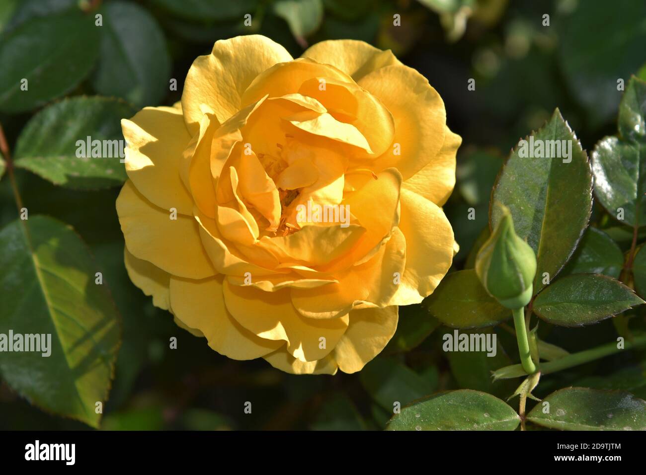 Yellow rose in full bloom Stock Photo - Alamy