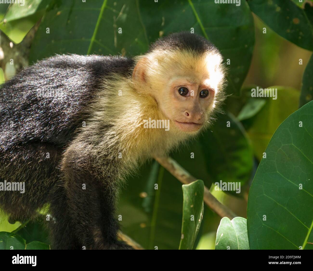 A White-faced Capuchin monkey in a tree in the rainforest in Manuel ...