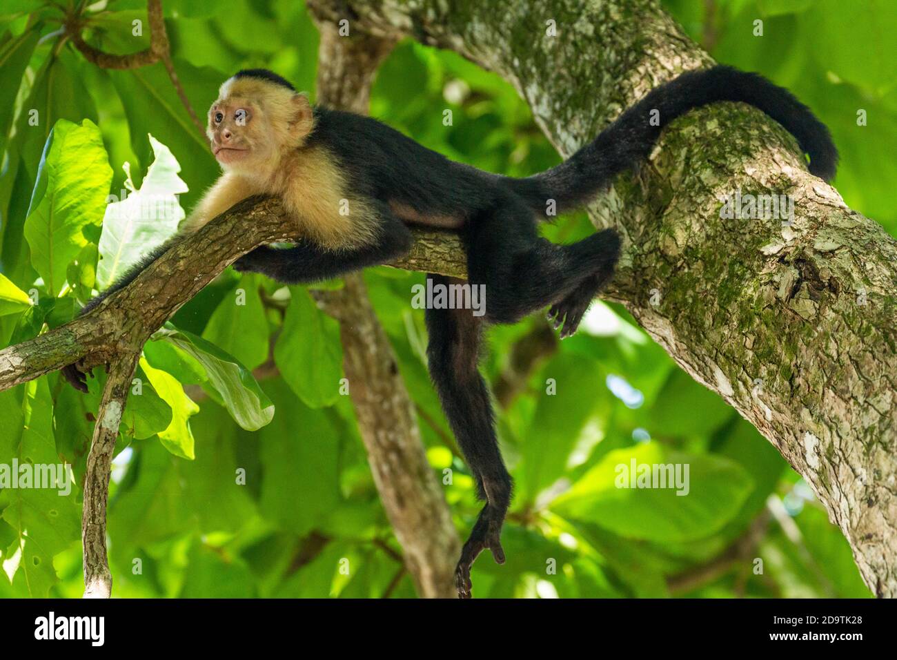 A White-faced Capuchin monkey in a tree in the rainforest in Manuel ...