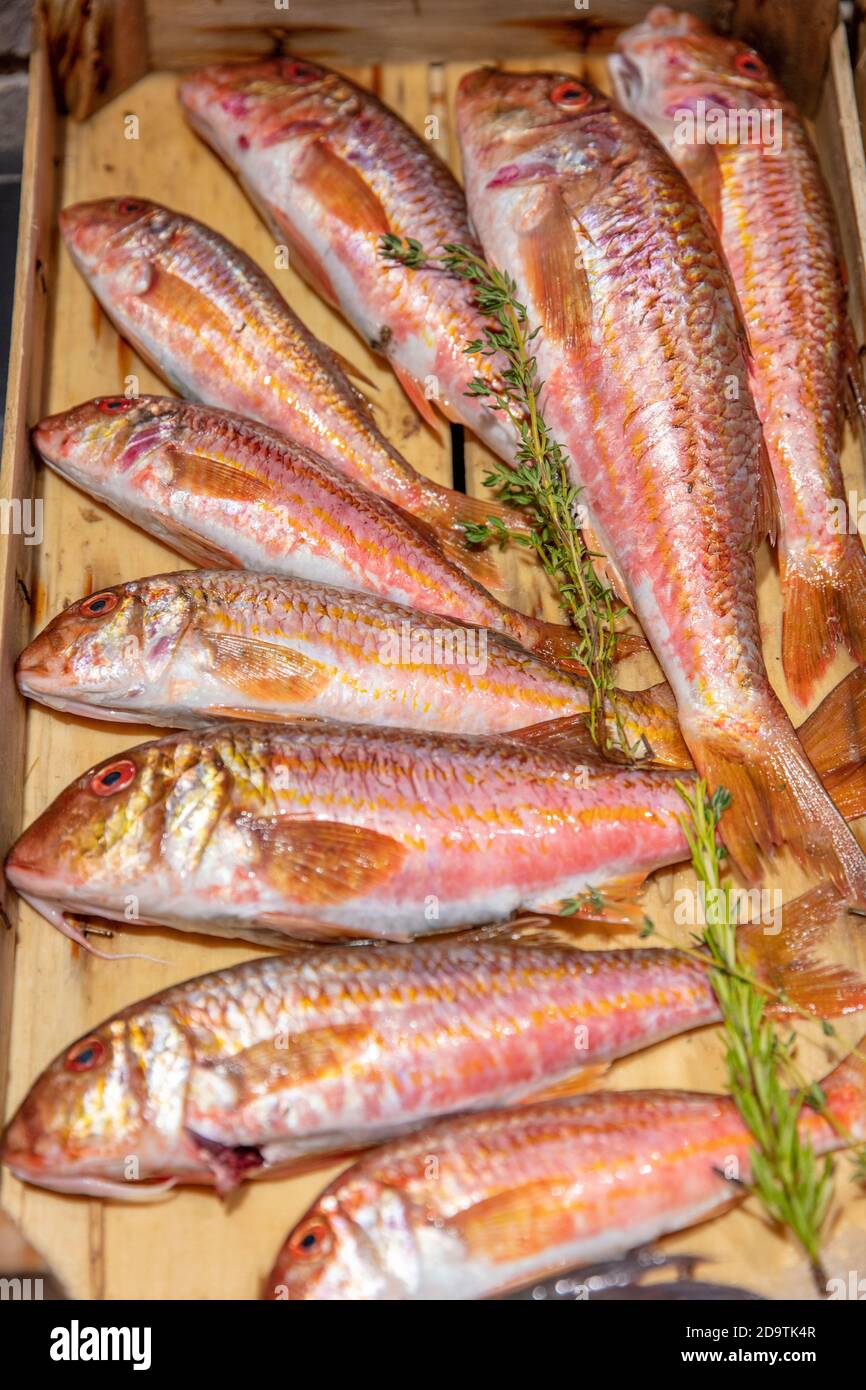 Red mullet or surmullet fish on a shop counter, close-up. Fresh ...