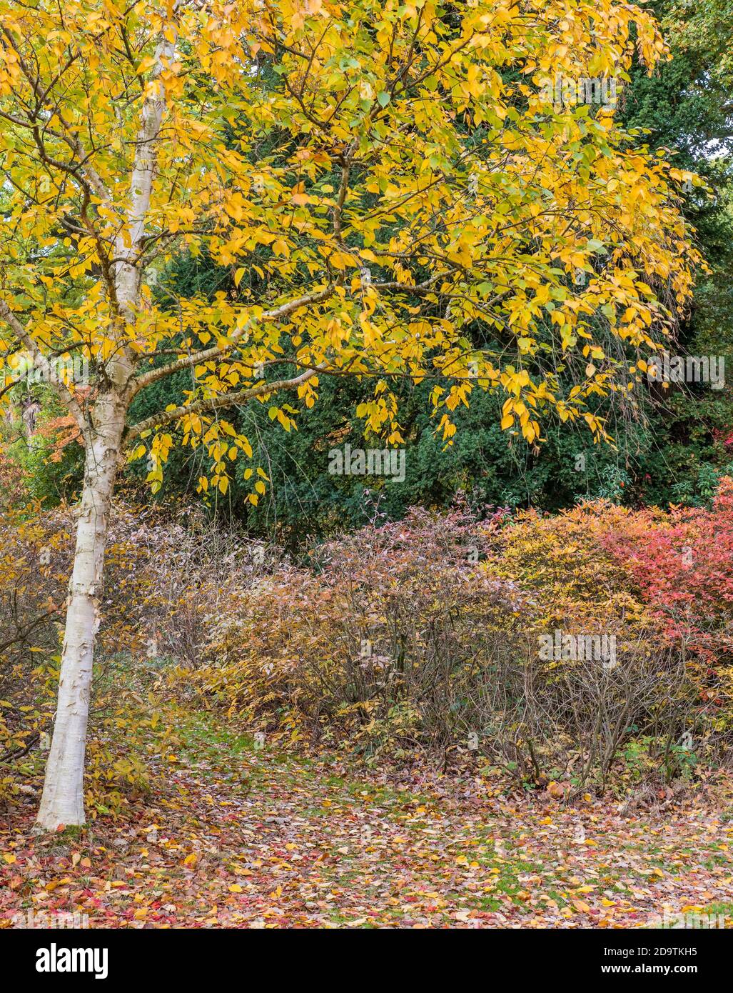 Autumn Tree, Englefield House Gardens, Englefield Estate, Berkshire ...