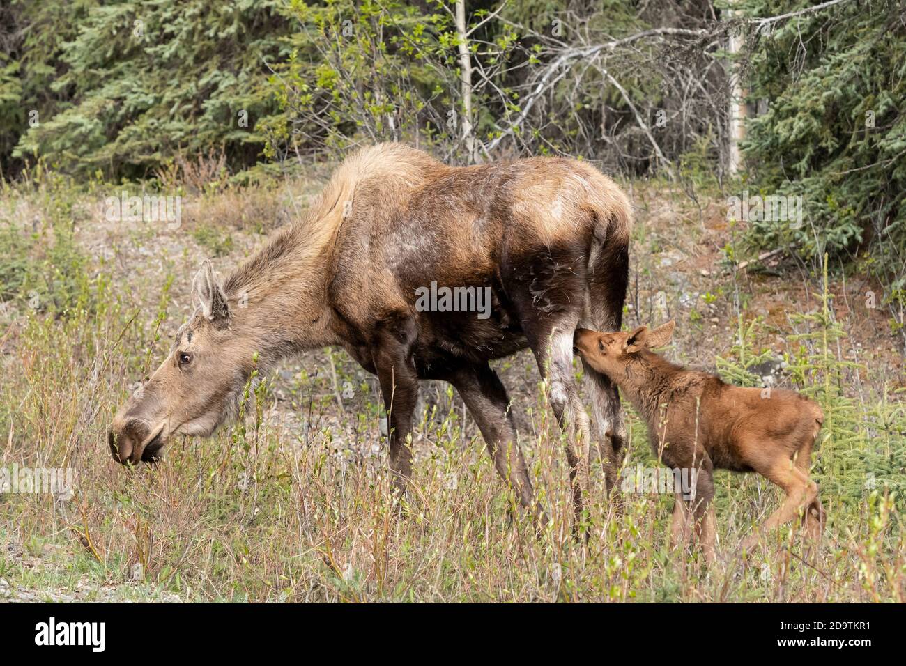 Newborn Cow And Calf Moose