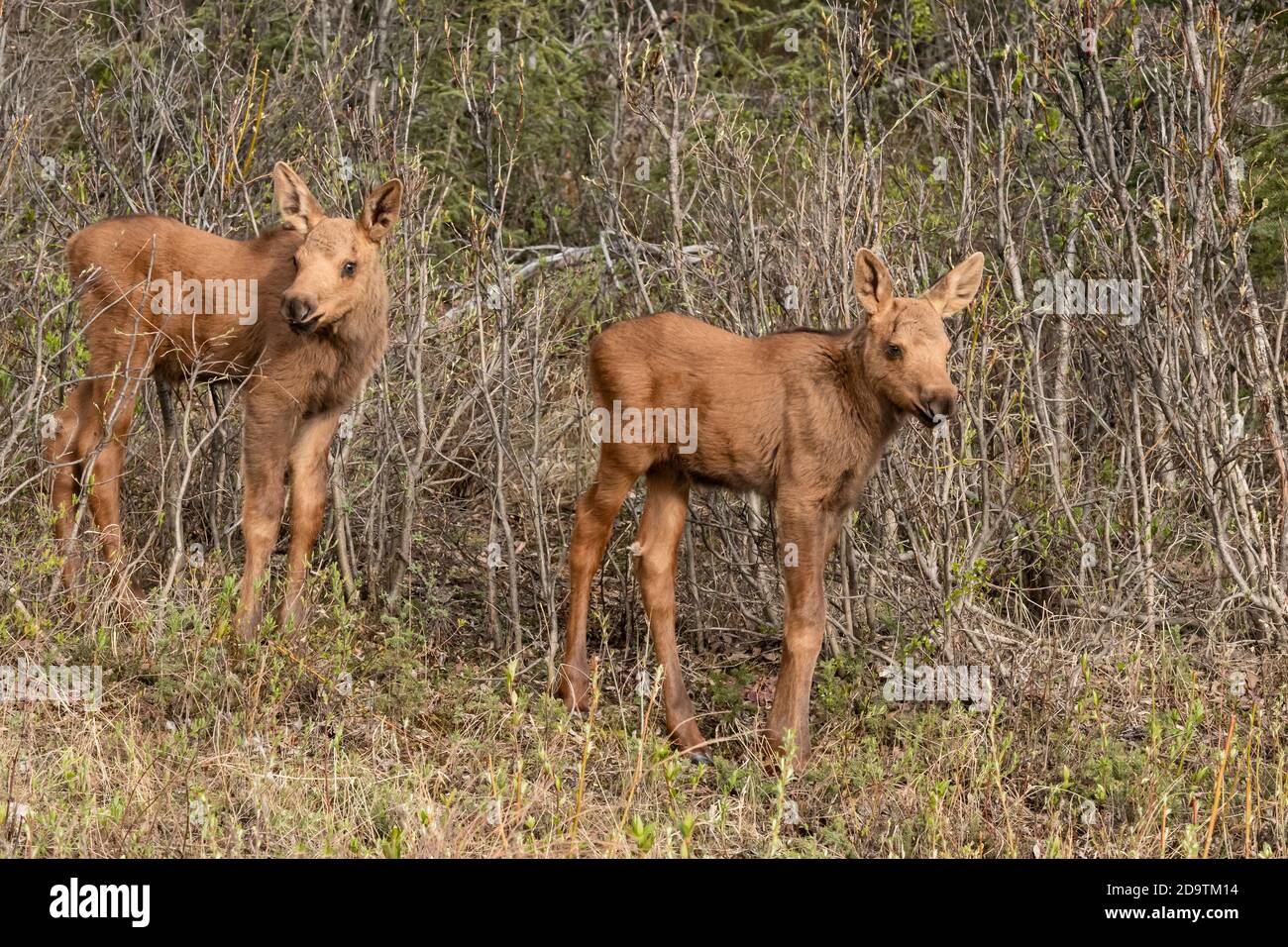 North America; United States; Alaska; Wildlife; Moose; Alces alces ...