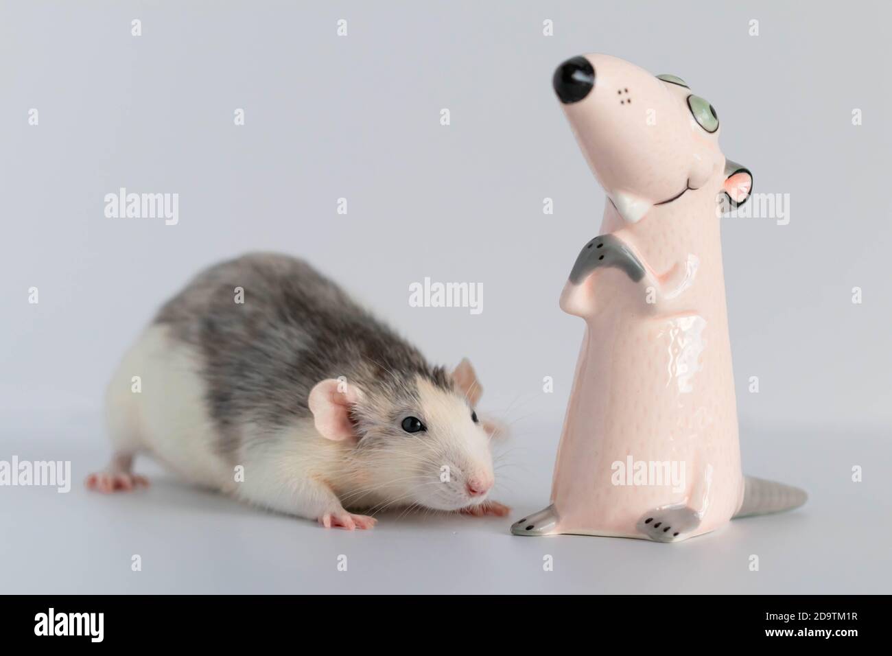 A cute little decorative rat stands and looks at the toy figurine ...