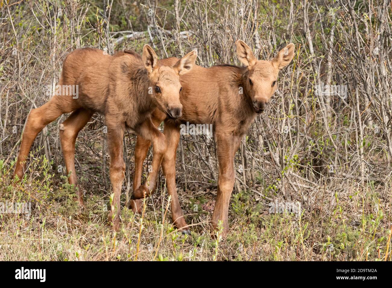 North America; United States; Alaska; Wildlife; Moose; Alces alces ...