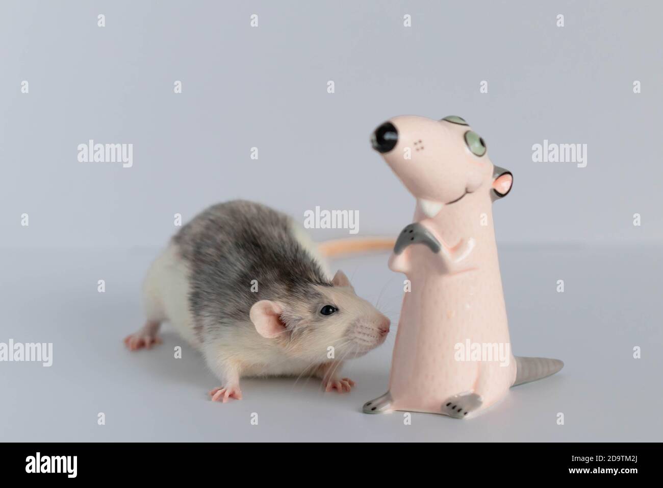 A cute little decorative rat stands and looks at the toy figurine ...