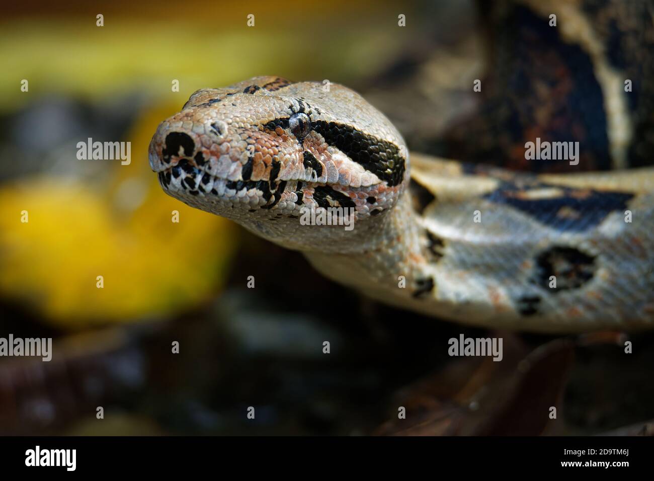 Boa Constrictor - called the red-tailed boa or the common boa, is a ...
